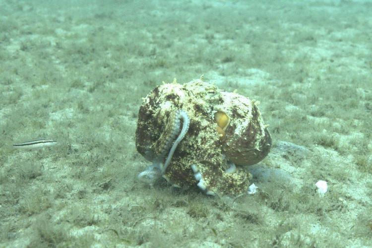 How to use 8 arms? Octopuses tend to explore with their front limbs