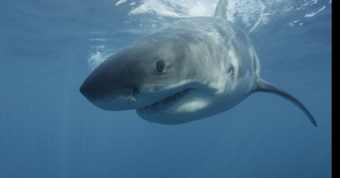 Shark Week debut highest rated in 27 years: the Sharknado effect?