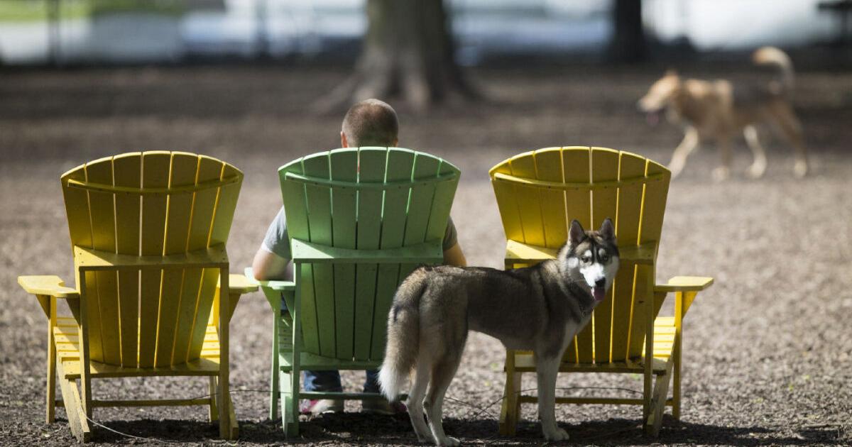 Dog owners who flout off-leash rules are dangerous: Teitel