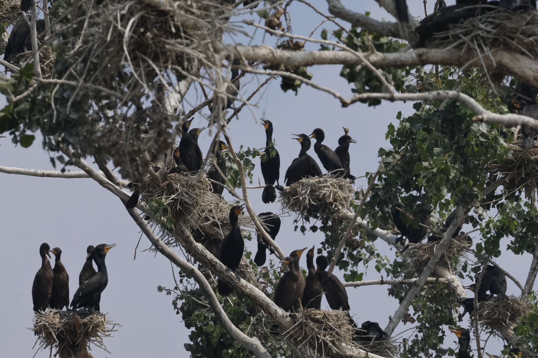 ‘The cormorants are winning’ the battle for Toronto Islands