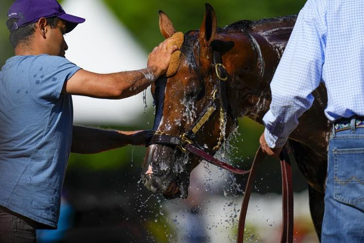 Catching Freedom shows why it was an 'easy decision' to enter him in ...