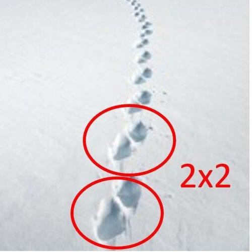 Elusive wolverines can’t escape climate change