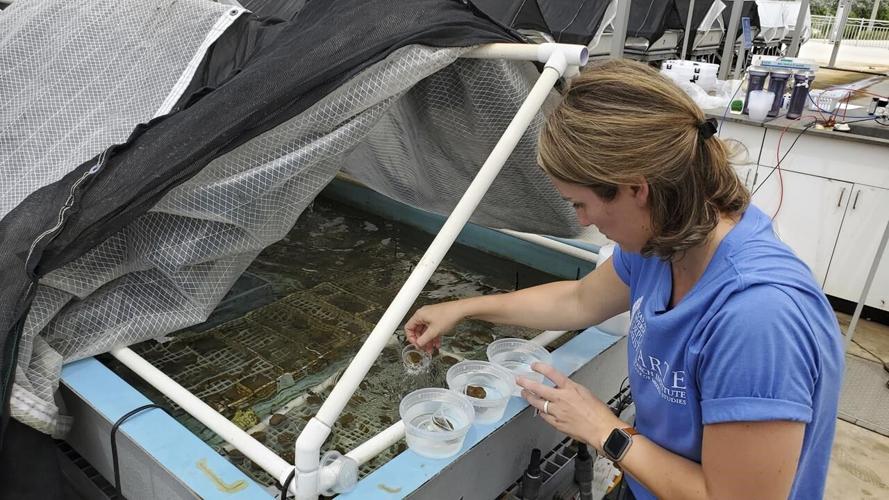 Endangered sea corals moved from South Florida to the Texas Gulf Coast ...