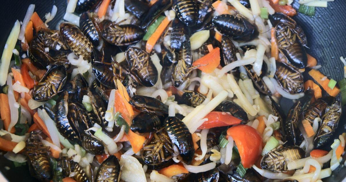 China’s new ‘secret ingredient’: cockroaches
