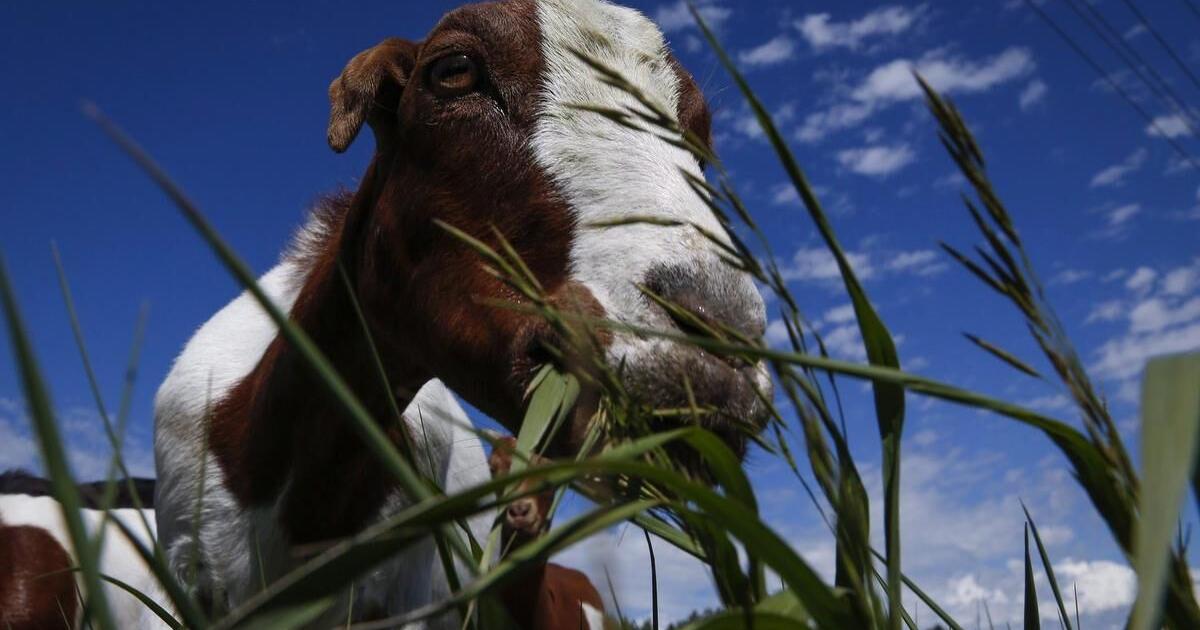 Alberta air force base to use goats, sheep to chew down unwanted vegetation