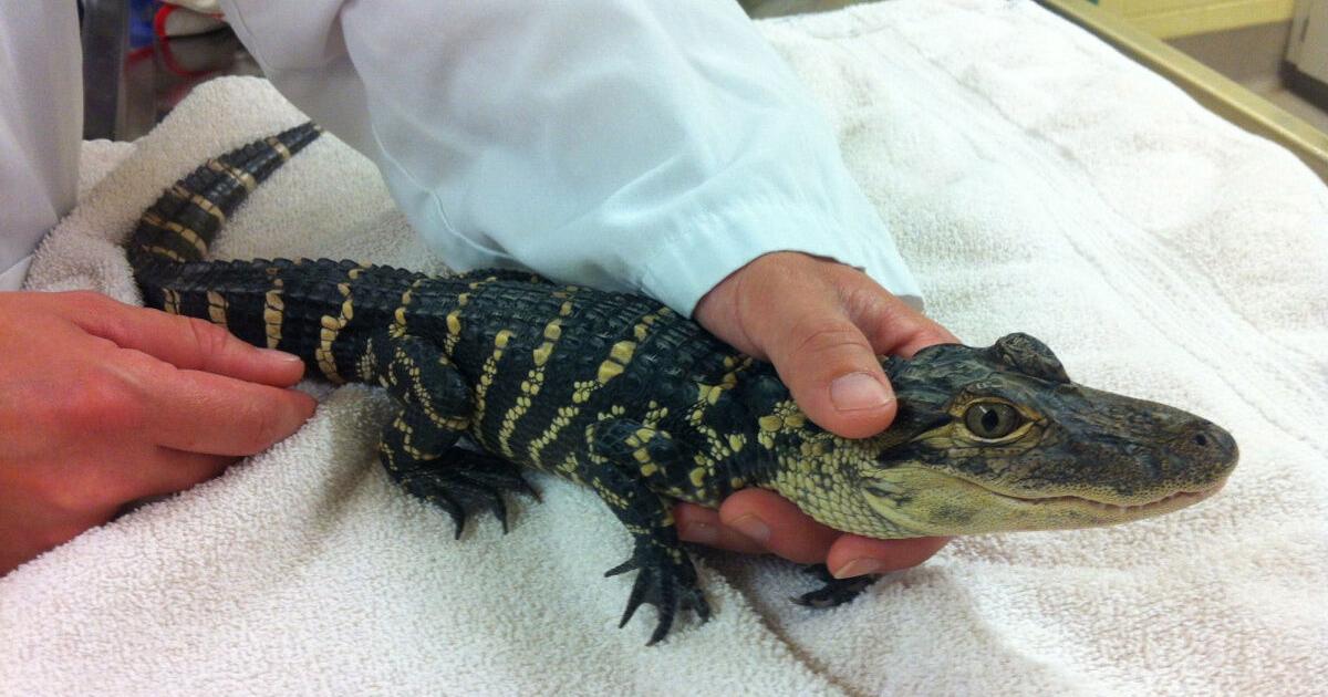 American alligator seized from Winnipeg home