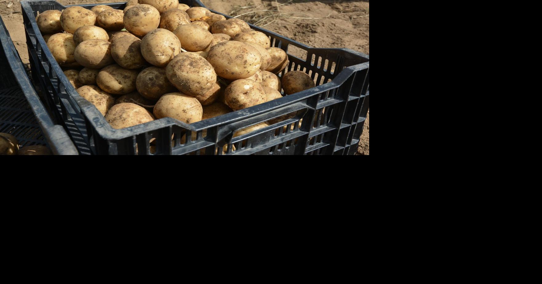 A war on potatoes? Give me another scoop of garlic mash!