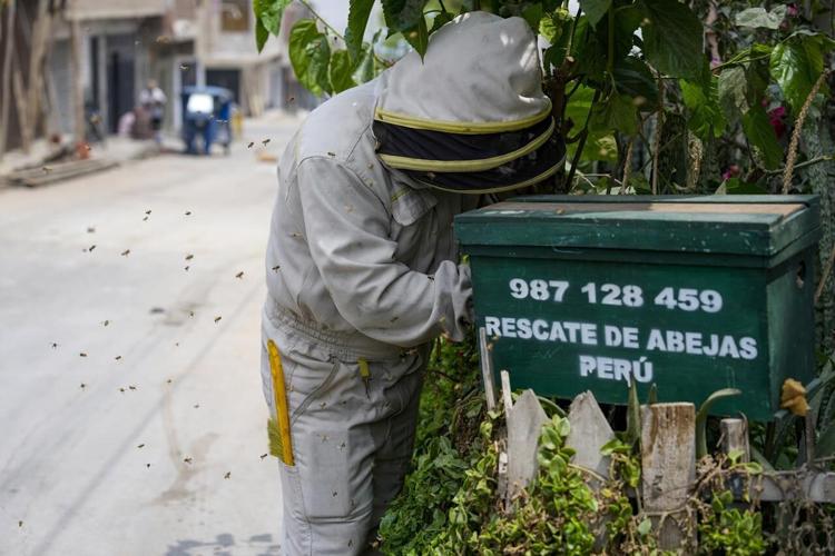 Bee 'rescuer' in Peruvian capital plies his trade with passion, free of ...
