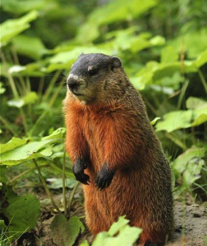 Wild in the City: Our urban groundhogs are unafraid of an audience