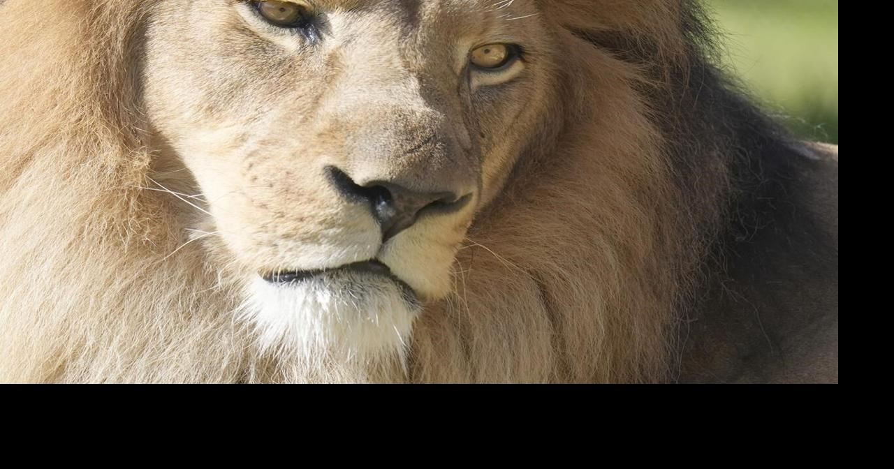 How do animals react during a total solar eclipse? Scientists plan to find out in April