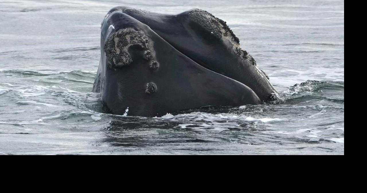 Landmark law saved whales through marine industries change
