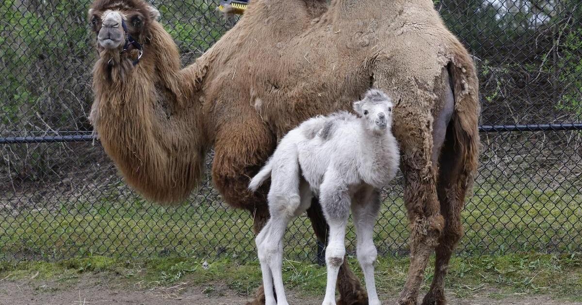 newborn camel