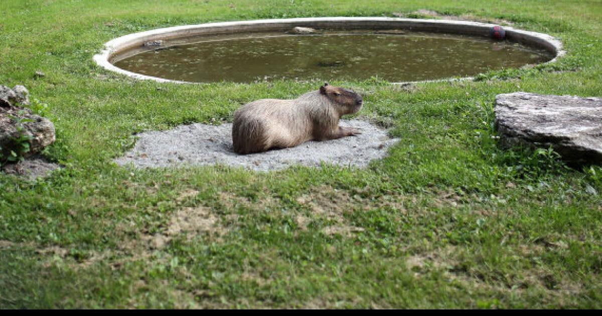 Fugitive High Park Zoo capybaras duo elude search party after morning ...