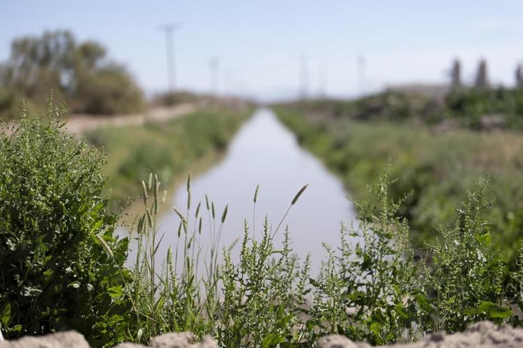 Tiny, endangered fish hinders California River water conservation plan