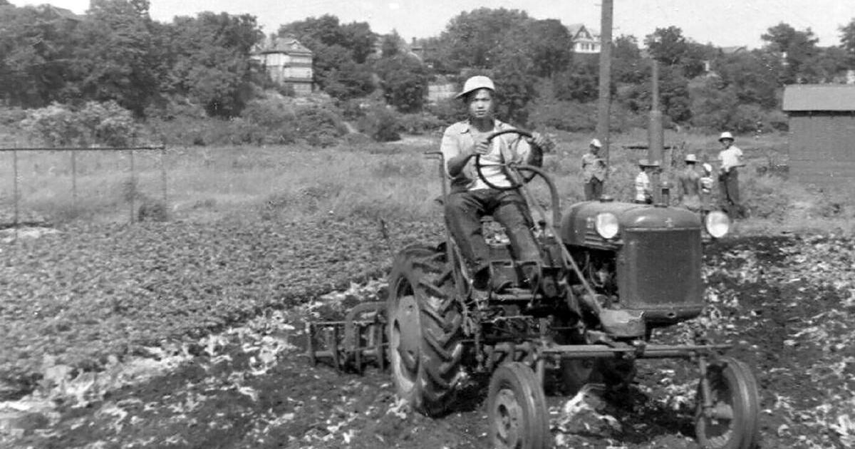 This farm introduced Toronto to gai lan and bok choy 70 years ago.