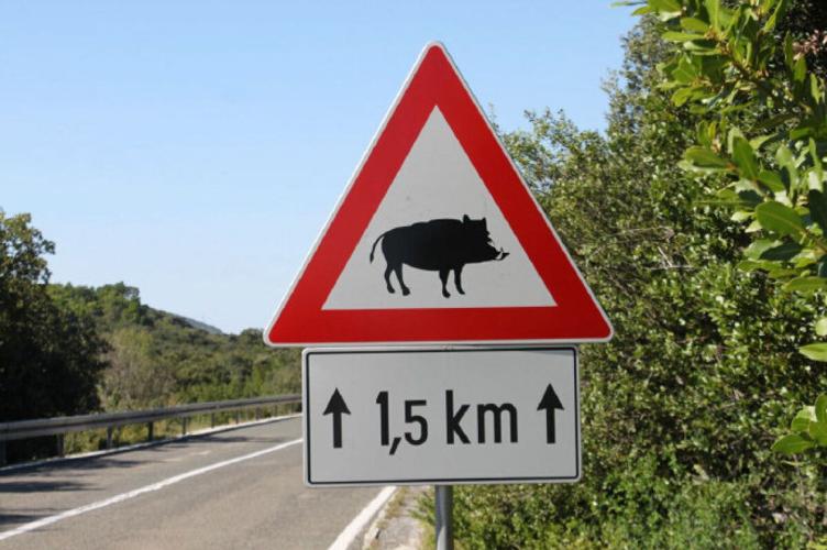 On the road to Croatia's ruins and vineyards