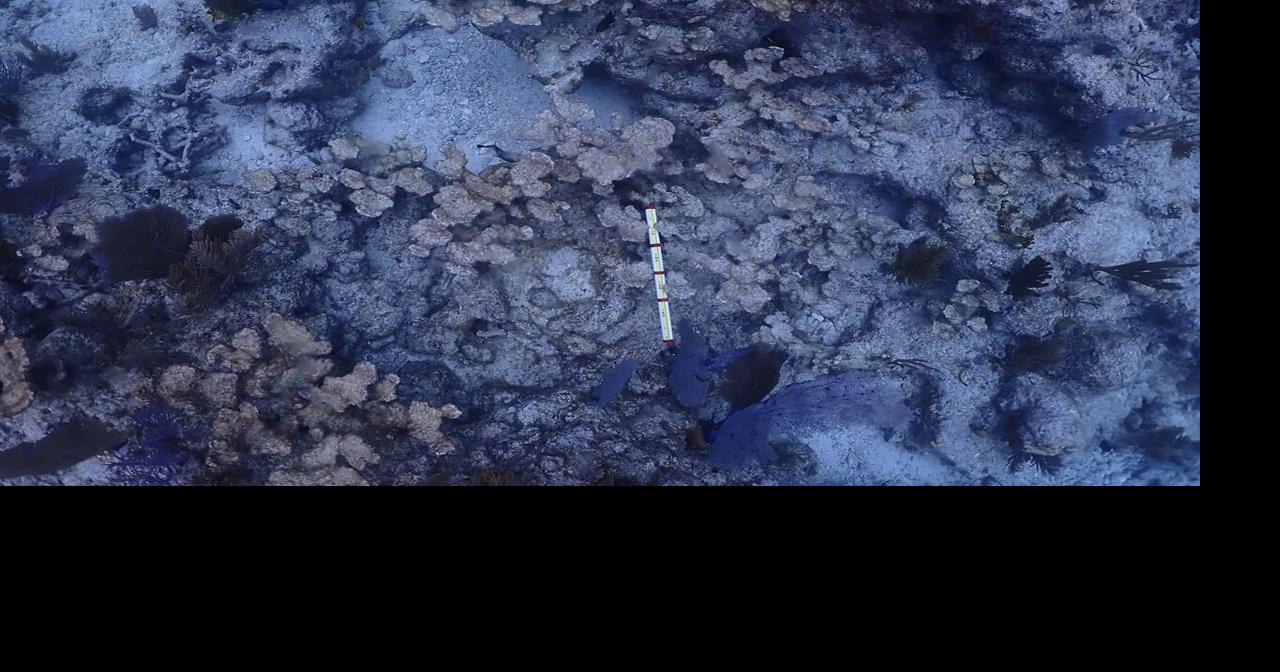 Hot seawater killed most of cultivated coral in Florida Keys in setback ...