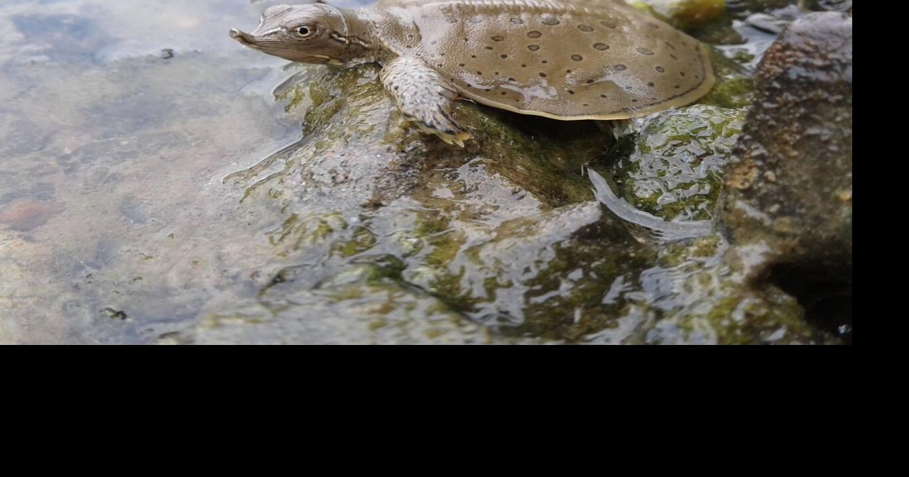 spiny softshell turtle ontario