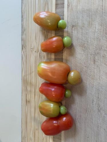 The mutant tomatoes are here, and they come in peace