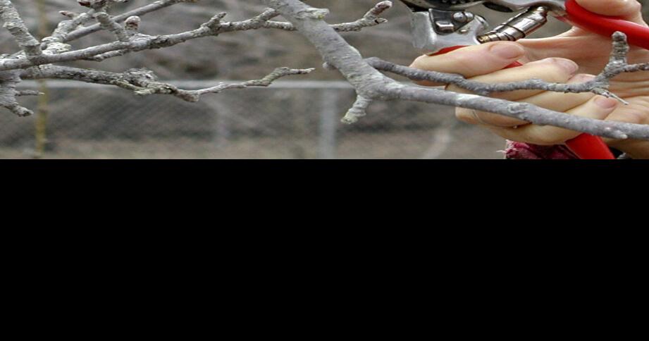 Prune carefully to help plants heal