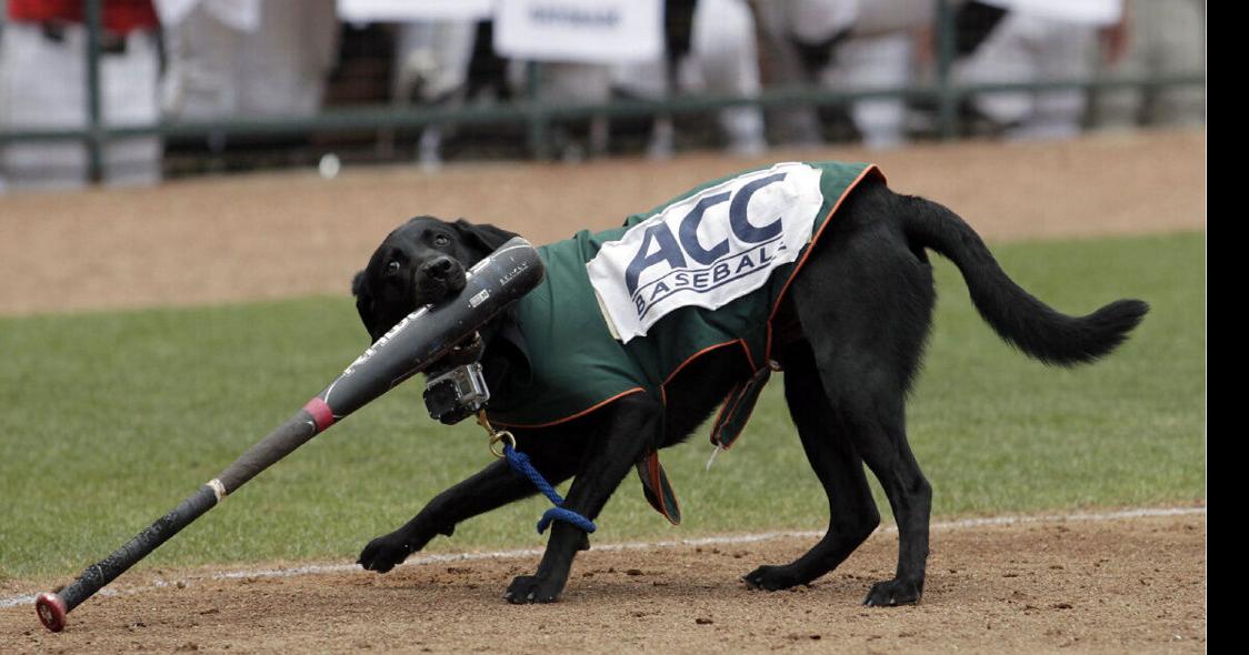 Bat dogs fetching attention around baseball