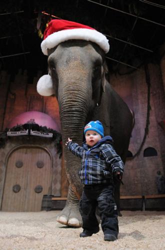 Bowmanville remembers Limba the elephant