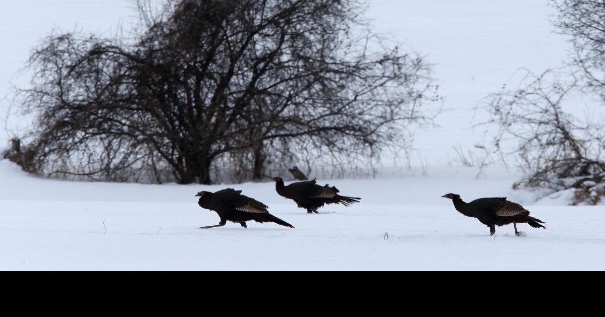 Climate change forcing Ontario’s wild turkeys further north