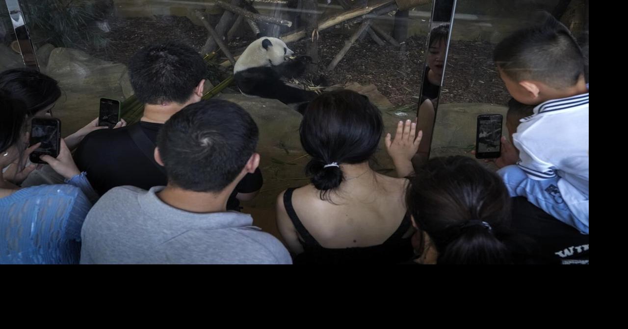 Here's what happened to a man who broke a panda park's strict dietary rules