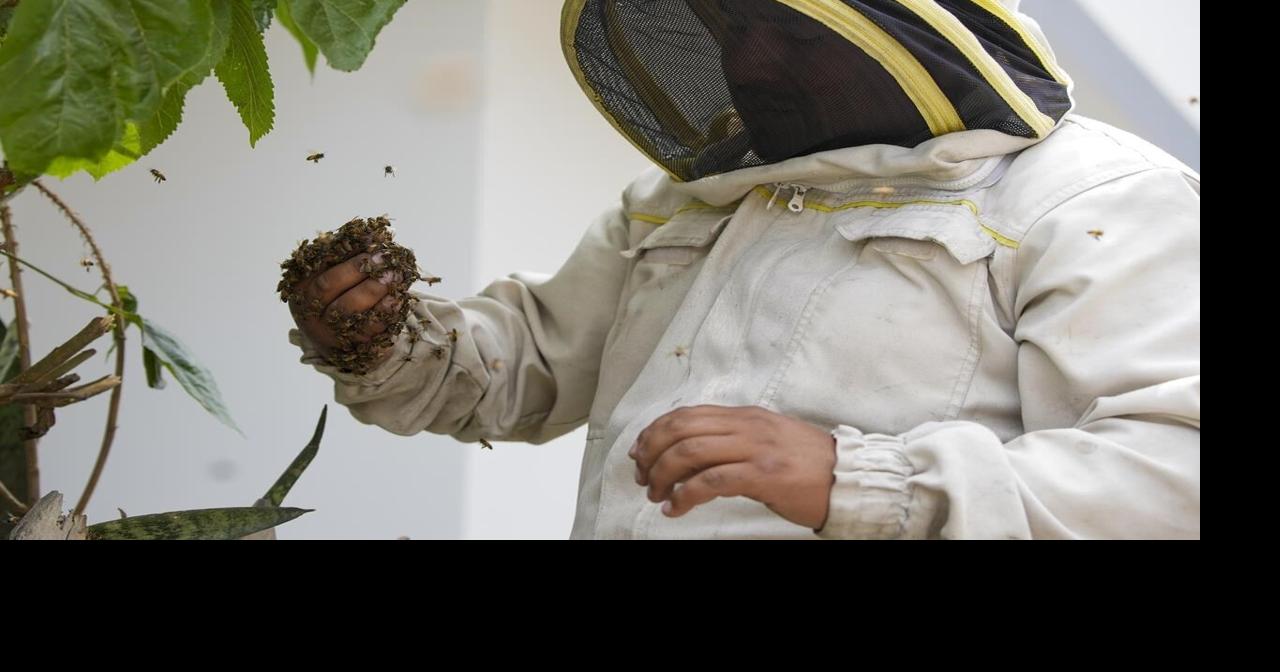 Bee 'rescuer' in Peruvian capital plies his trade with passion, free of ...