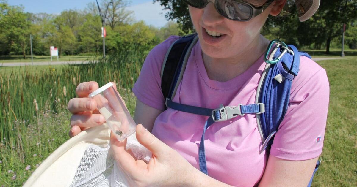 York’s bumblebee program is abuzz with sightings on the app — 41,000 ...