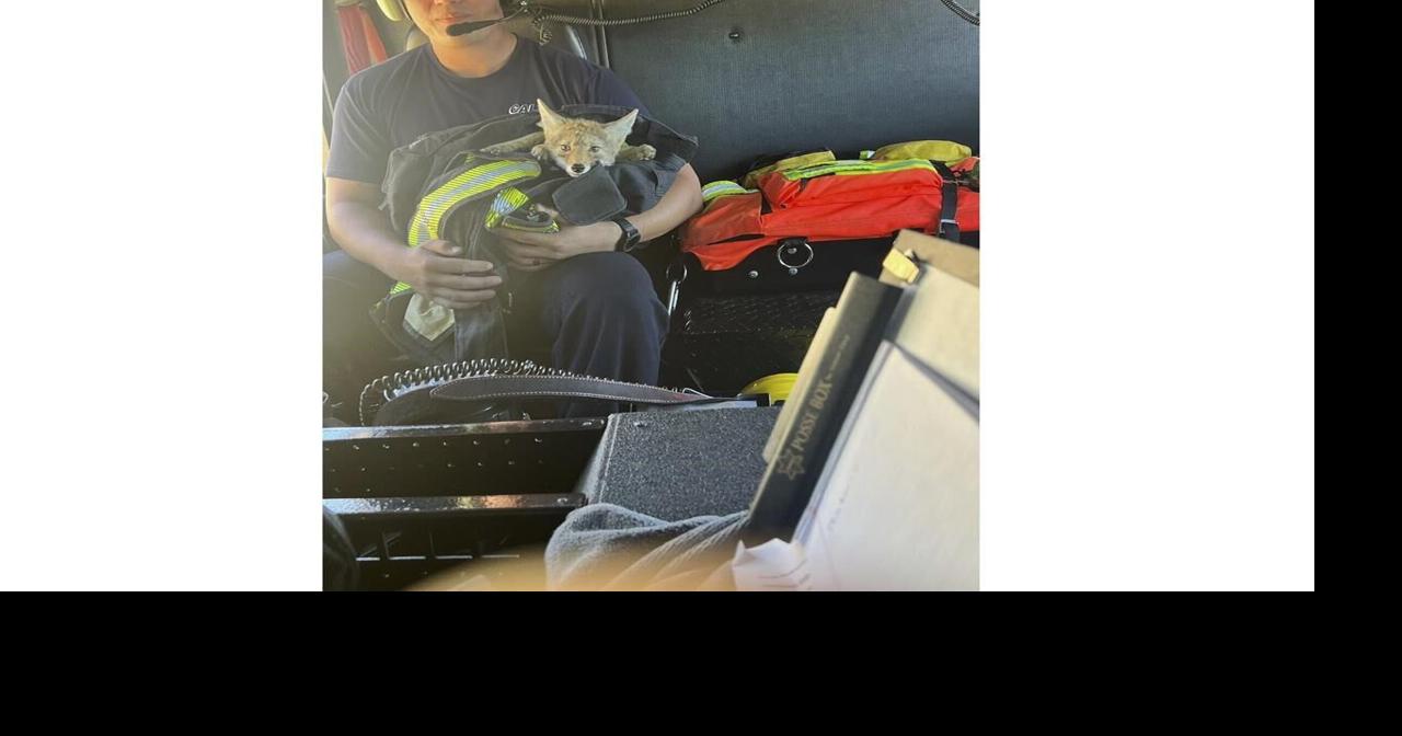 California firefighters rescue dehydrated coyote pup without a mom