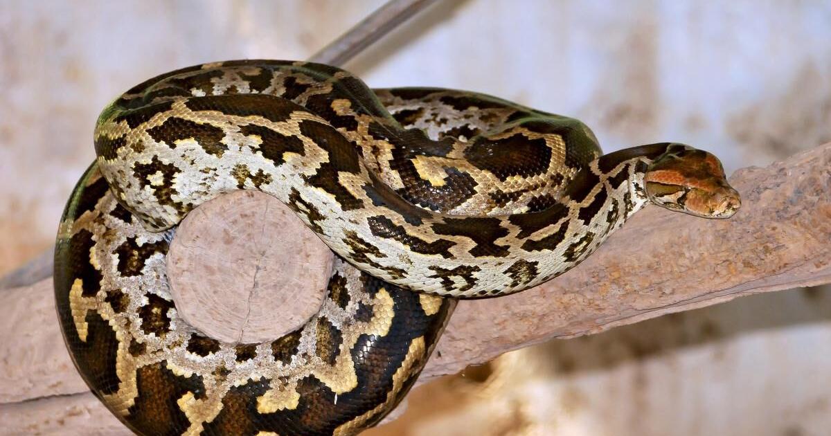 Toronto python snake attack leads to arrest
