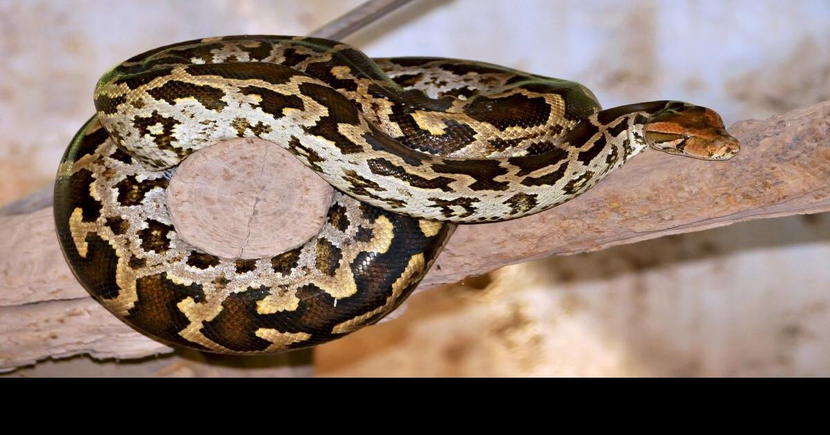 Toronto python snake attack leads to arrest