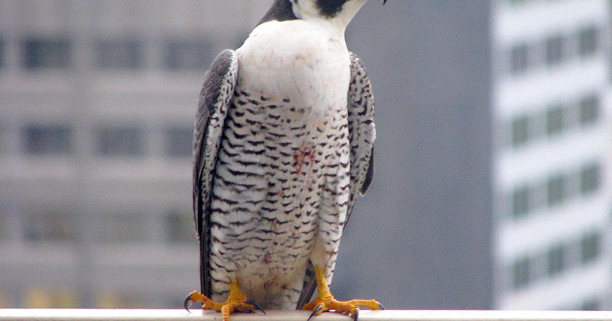 Wild Toronto: Birds of prey take a shine to midtown
