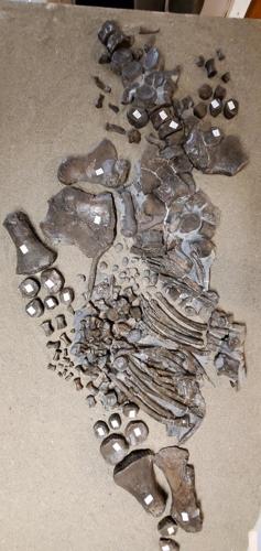 Fierce-looking B.C. fossil confirmed as new genus, days after death of ...