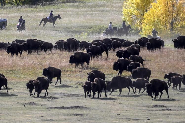 Rare U.S. bison roundup rustles up hundreds to maintain health of the ...