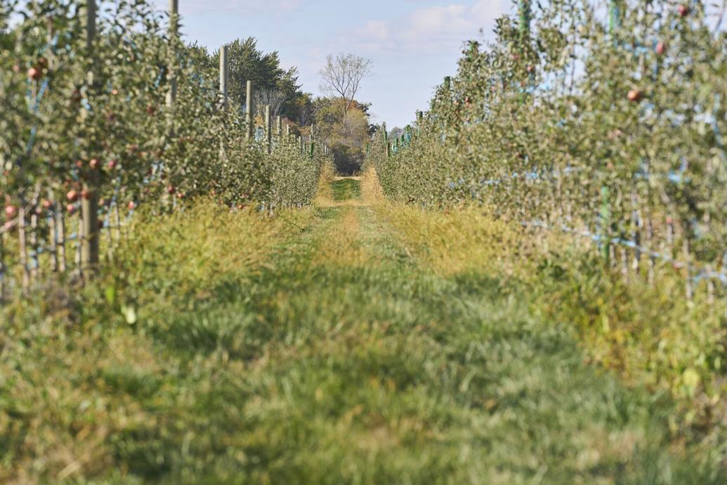 How Ontario is bringing new apple varieties to market