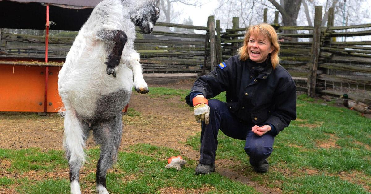 No bidders for Toronto’s High Park Zoo and Far Enough Farm