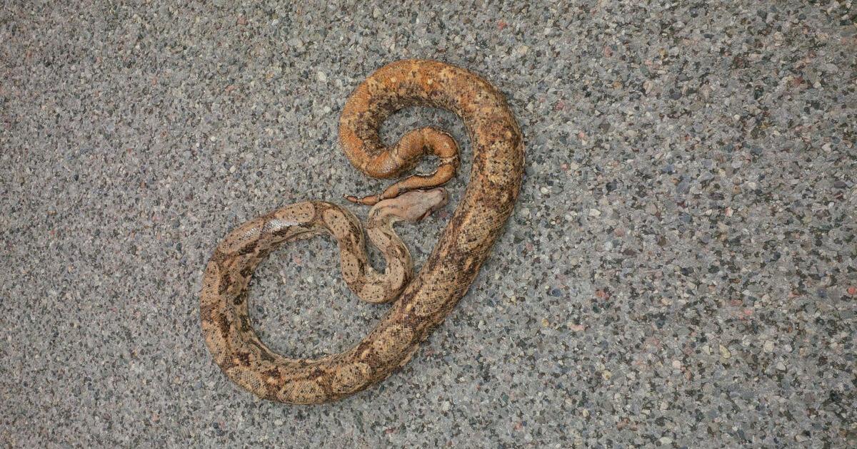 Abandoned snakes found by ditch near Orangeville