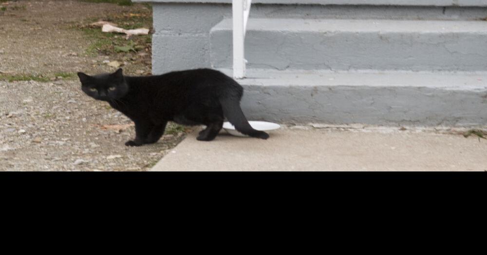 Humane society member takes leave of absence after cats seized