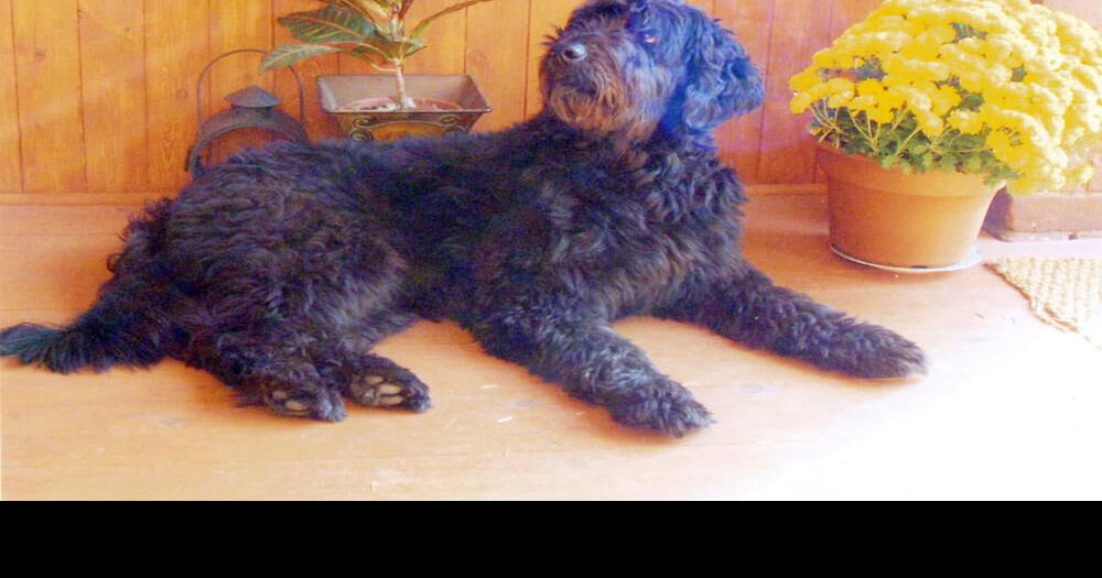 Dog electrocuted on morning walk