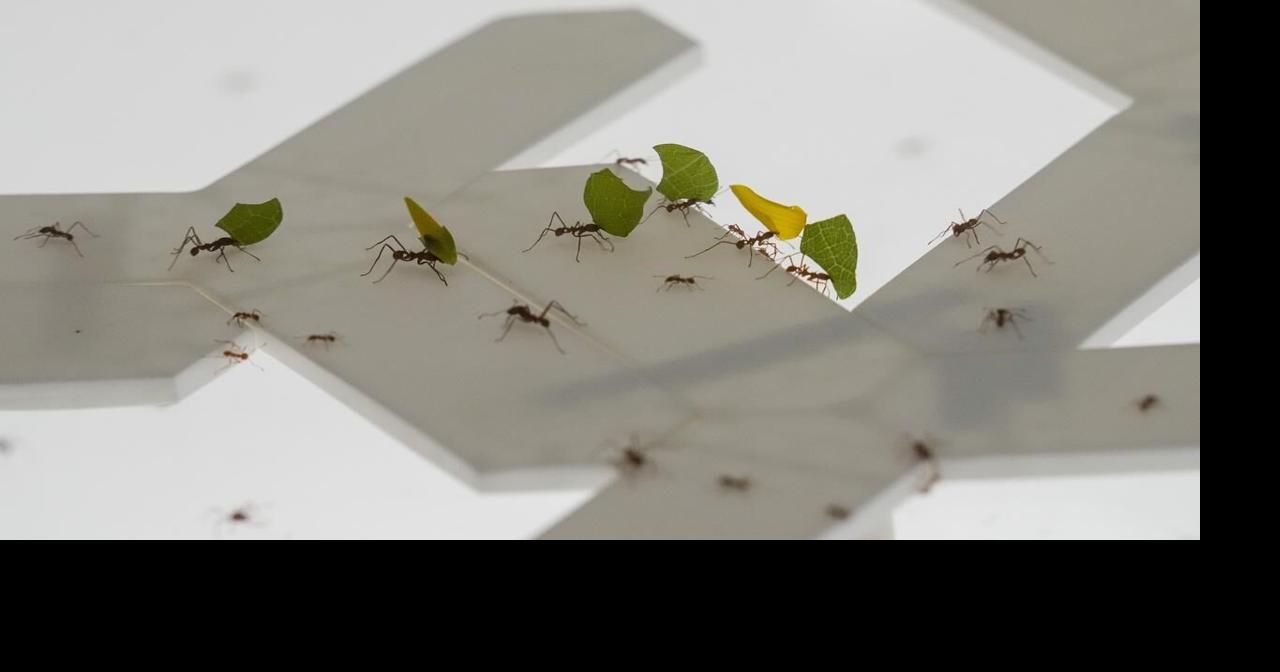 Ants march, whales swoop in Museum of Natural History update