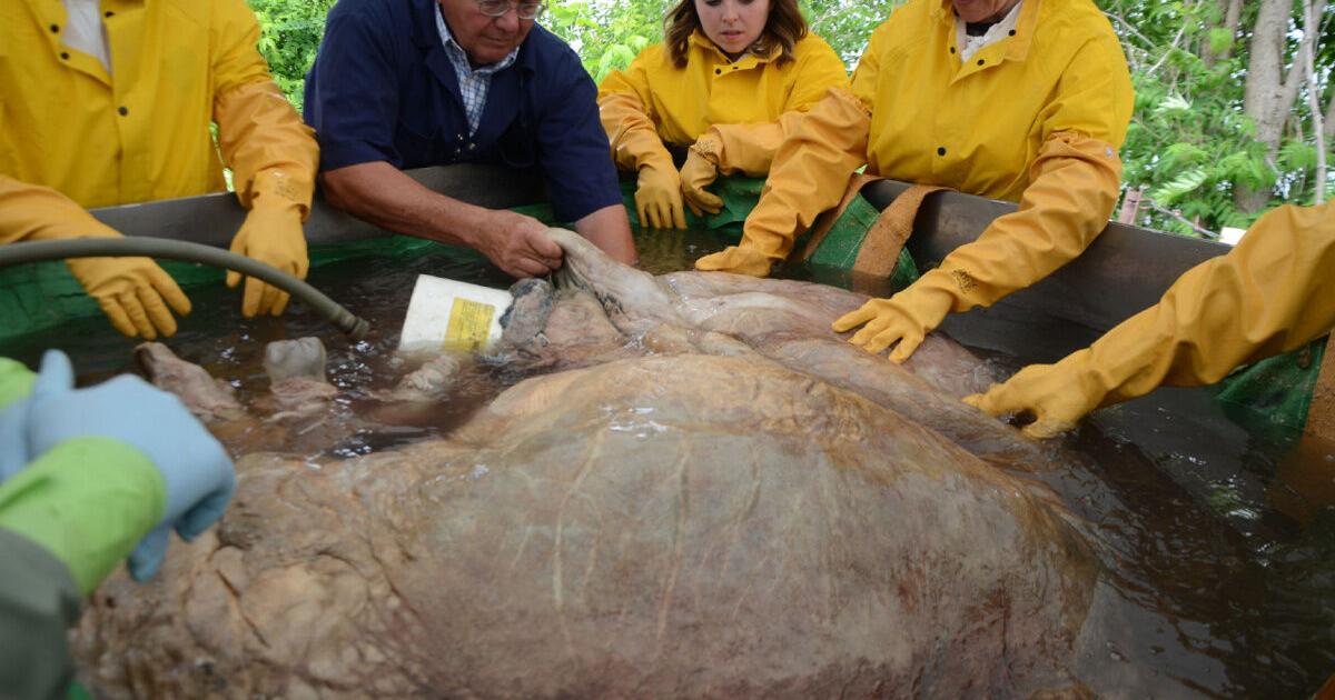 ‘Spectacular’ big blue whale heart preserved for science