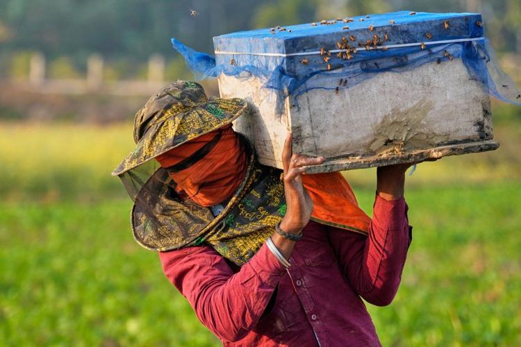 India's migratory beekeepers and their hives follow the flowers to make ...