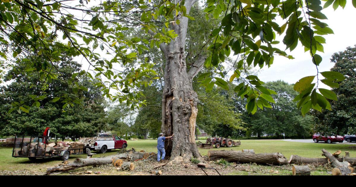 Historic Helen Keller tree cut down