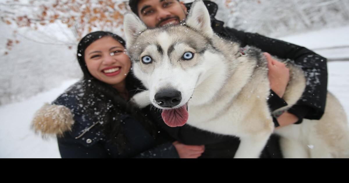 How Akira the husky became Instagram famous