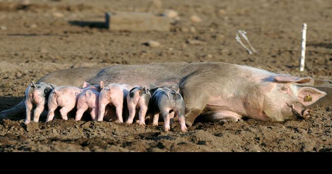 Feeding Time. Eating Like Pigs.