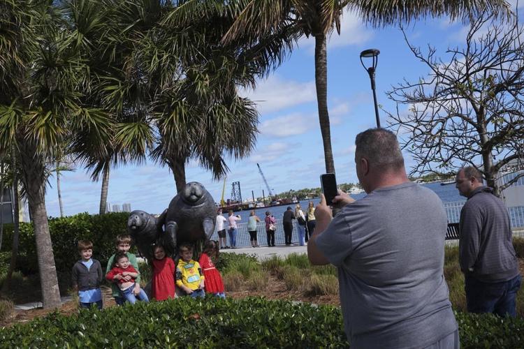 Manatees congregate in warm waters near power plants as US winter storms graze Florida