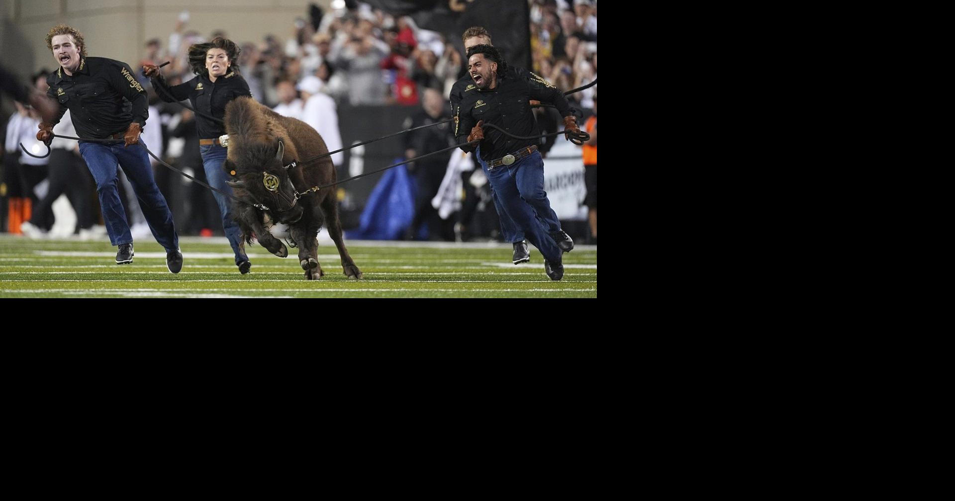 From Ralphie to Uga, live animal mascots inspire fans and create deep ...