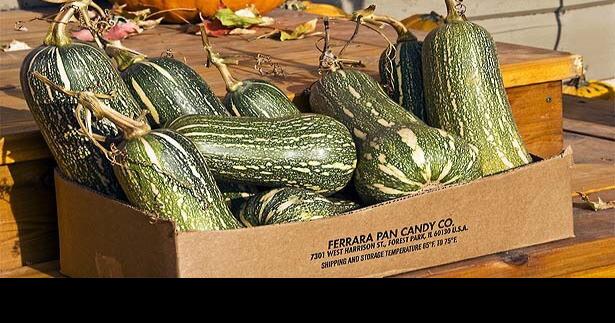 Nutty, lovely Barbara Butternut